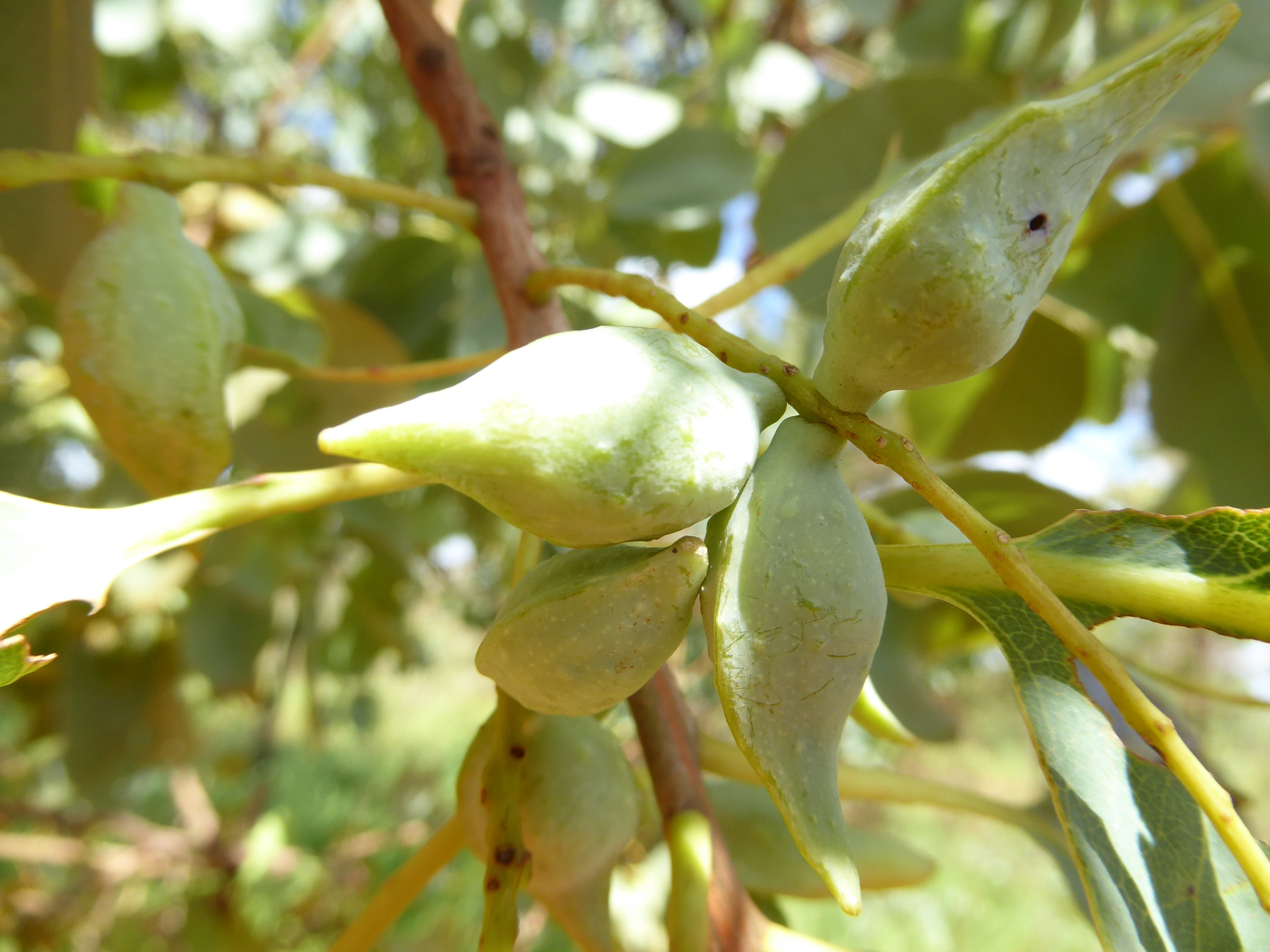 7 Health Benefits of Plums | Kakadu Plum Co