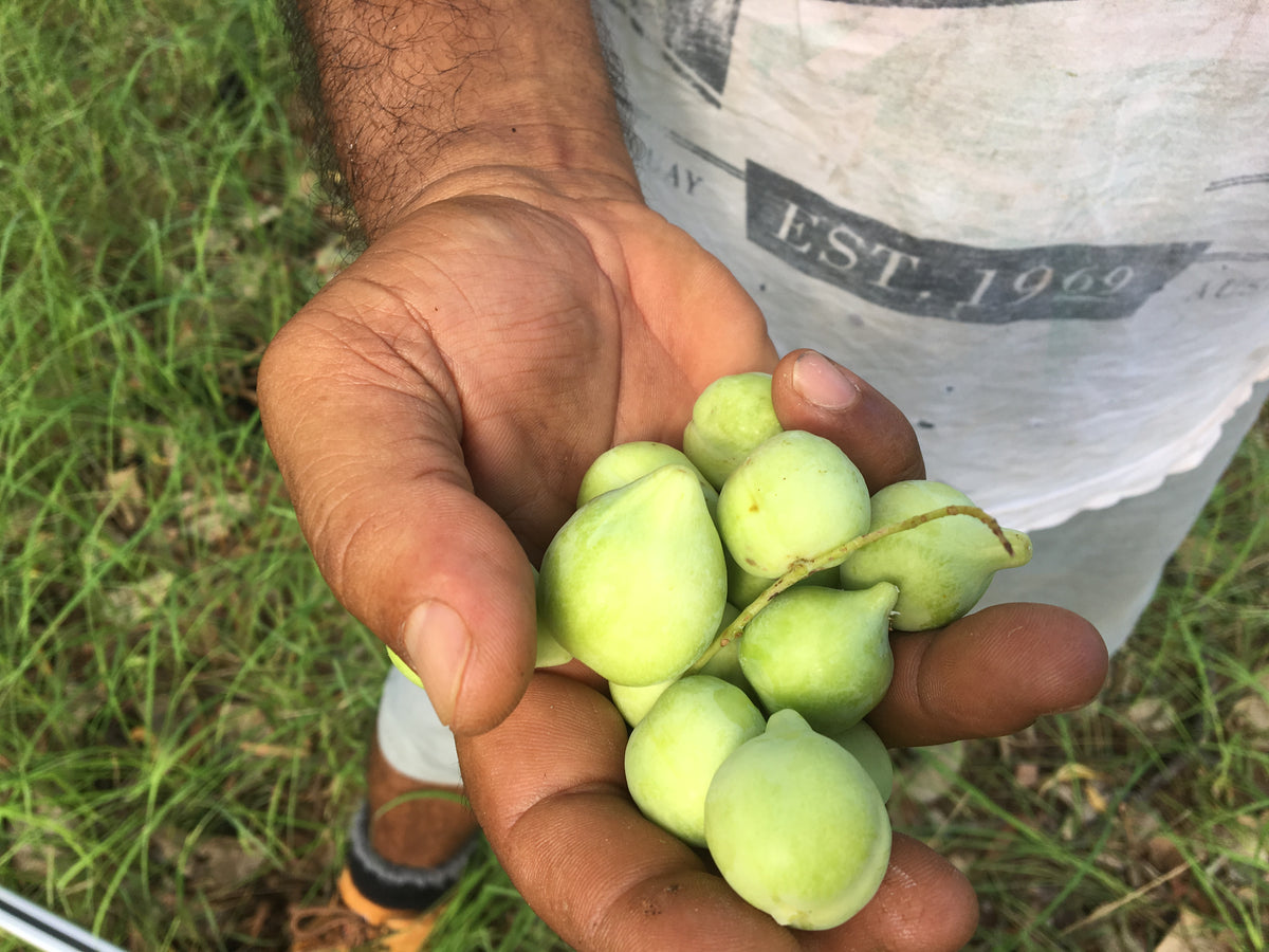KAKADU PLUM CO. Australian native bush foods, kakadu plum and bush tea ...